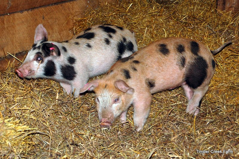 6 Pig Farming Equipment Essentials for Your Farm - Countryside